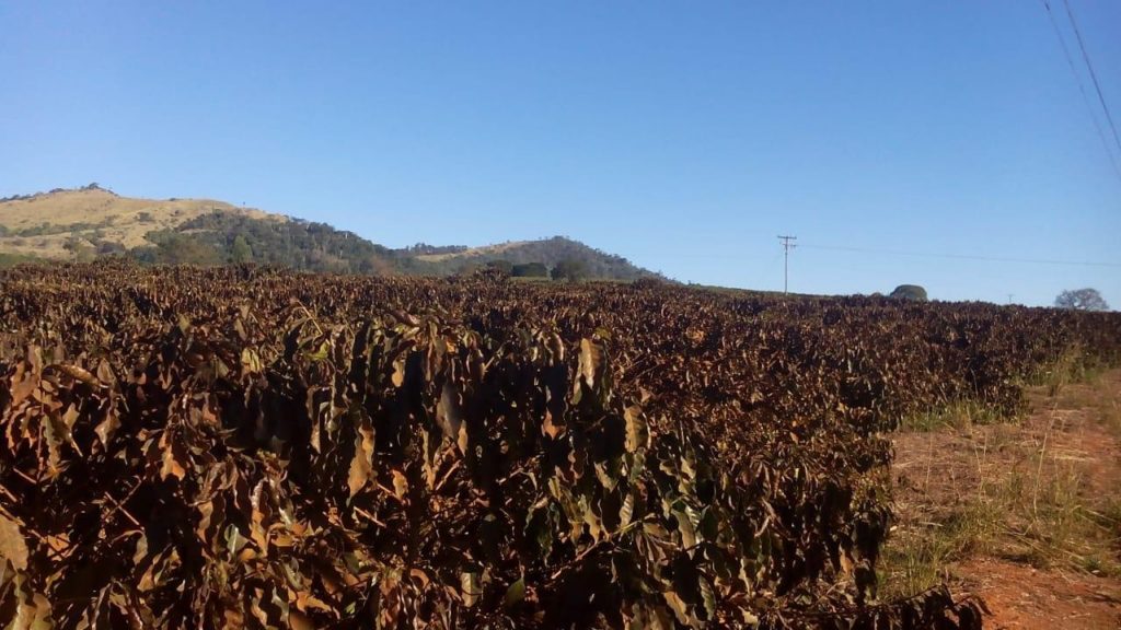 Geada na lavoura: Conheça os principais impactos nas culturas agrícolas